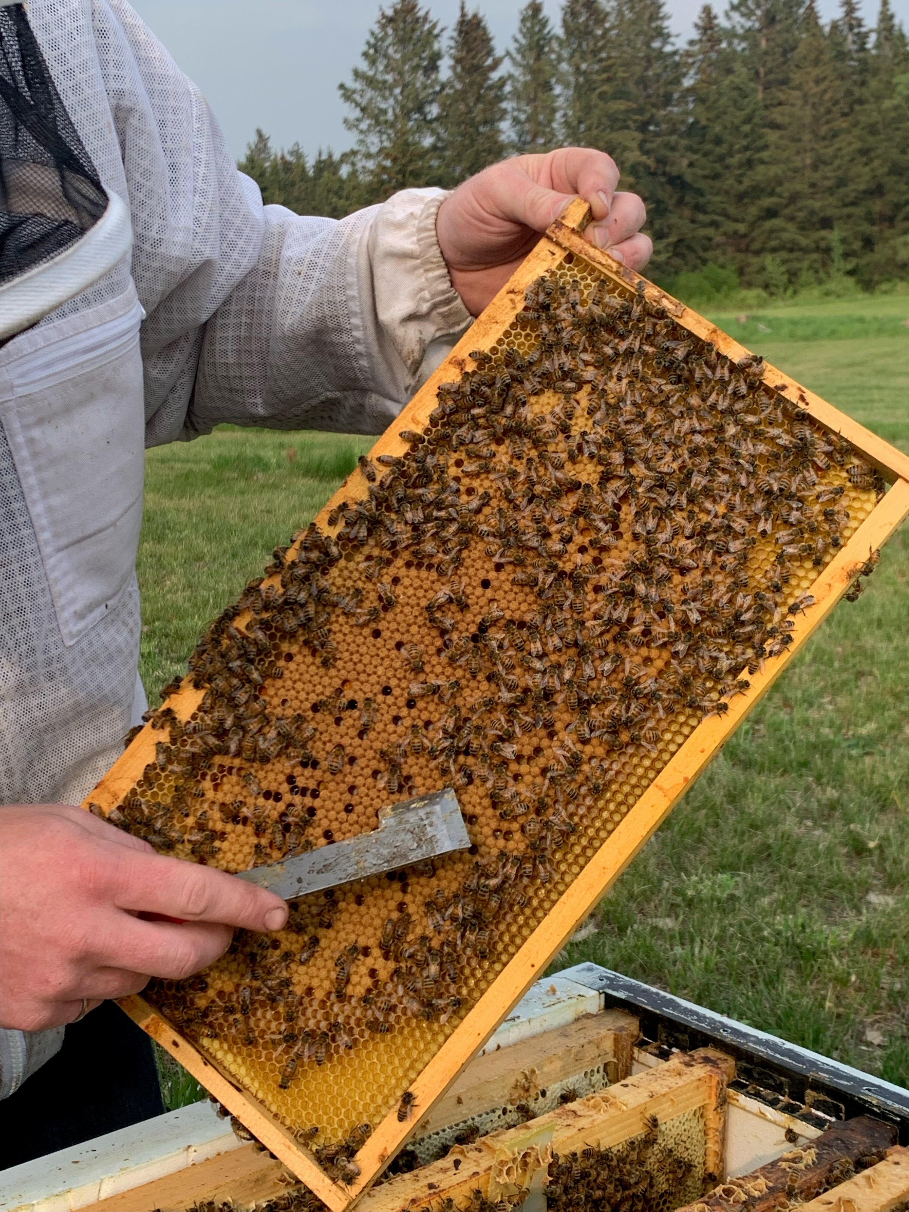 Bees – Clews Apiaries